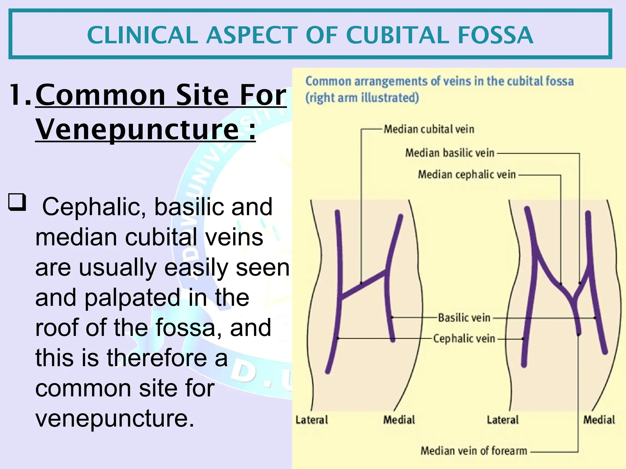 SURFACE ANATOMY OF CUBITAL FOSSA,ITS BOUNDRIES,STRUCTURES AND THEIR ...