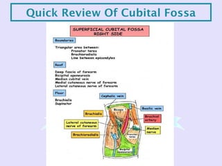 SURFACE ANATOMY OF CUBITAL FOSSA,ITS BOUNDRIES,STRUCTURES AND THEIR ...