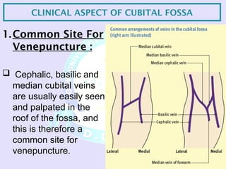 SURFACE ANATOMY OF CUBITAL FOSSA,ITS BOUNDRIES,STRUCTURES AND THEIR ...