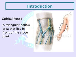 SURFACE ANATOMY OF CUBITAL FOSSA,ITS BOUNDRIES,STRUCTURES AND THEIR ...