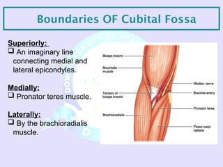 SURFACE ANATOMY OF CUBITAL FOSSA,ITS BOUNDRIES,STRUCTURES AND THEIR ...