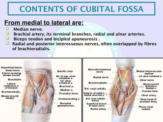 SURFACE ANATOMY OF CUBITAL FOSSA,ITS BOUNDRIES,STRUCTURES AND THEIR ...