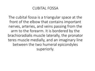 Power point presentation of Cubital Fossa.pptx