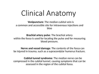 Power point presentation of Cubital Fossa.pptx