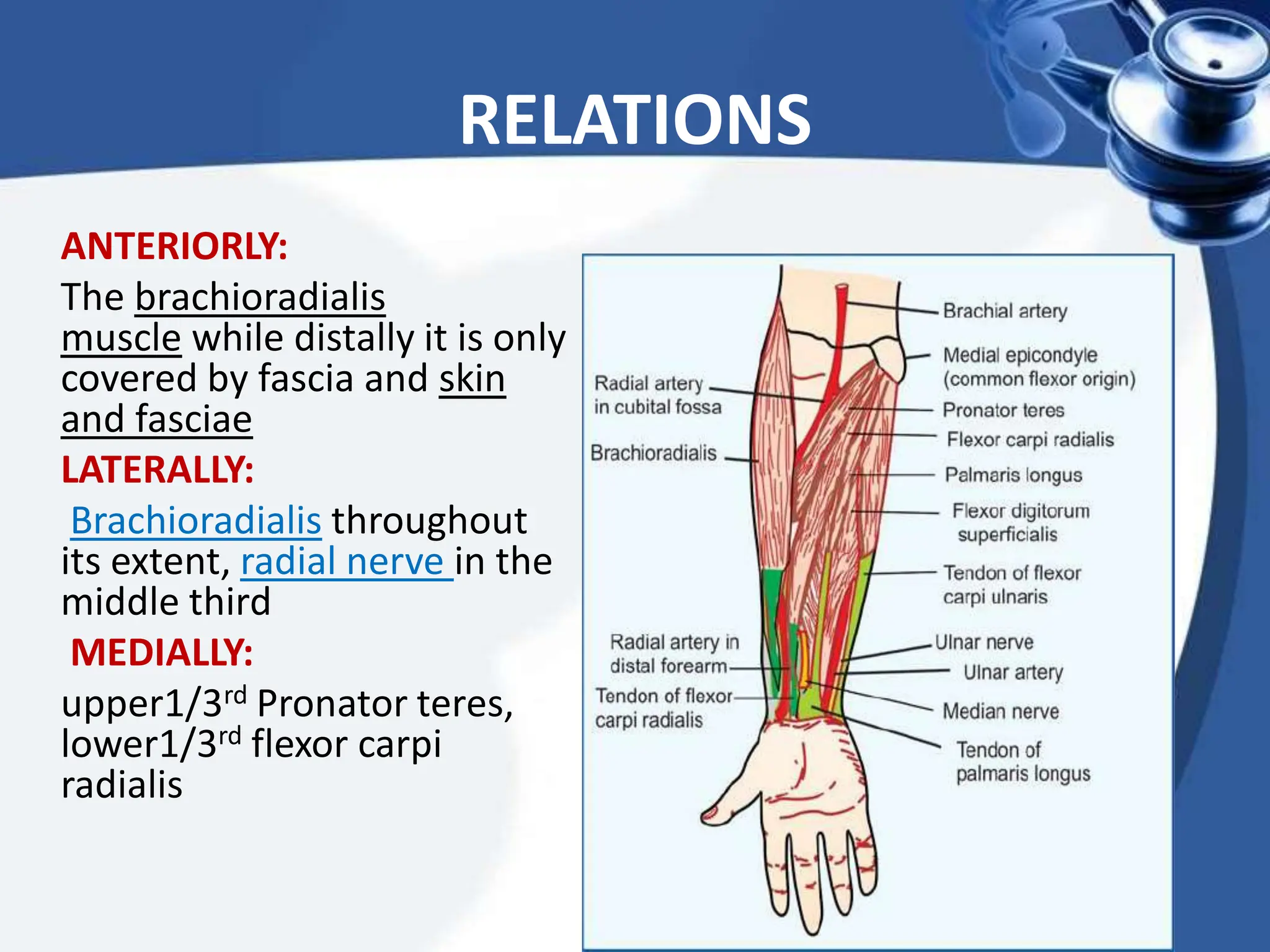 CUBITAL FOSSA AND VESSELS OF FOREARM.pdf