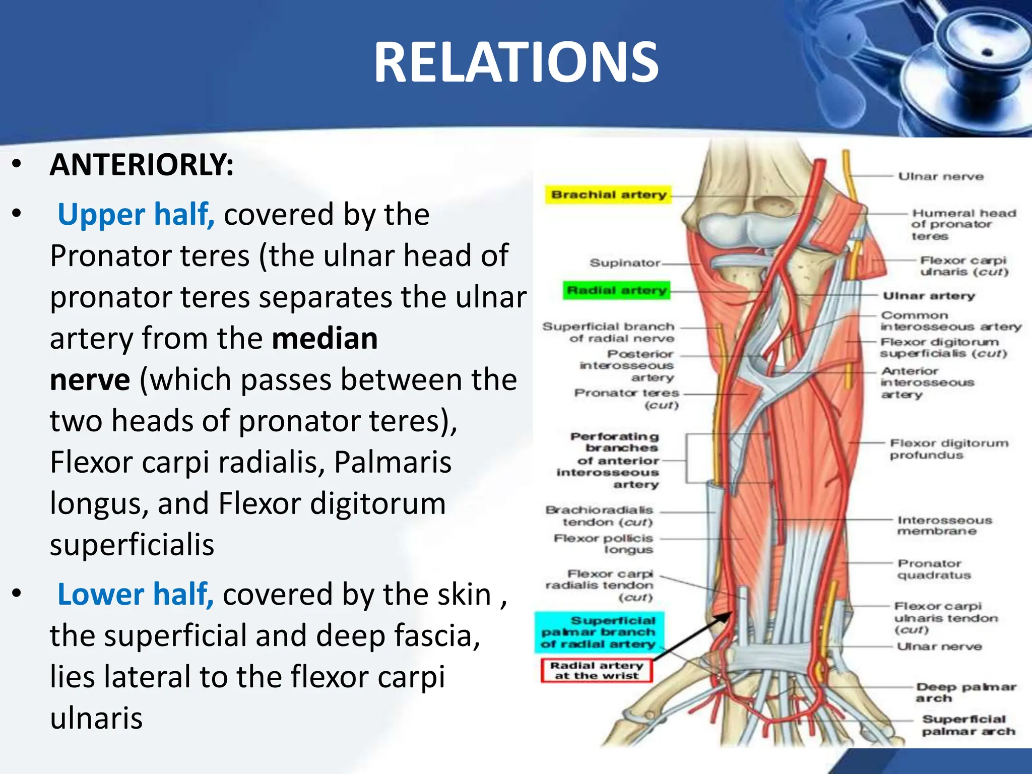 CUBITAL FOSSA AND VESSELS OF FOREARM.pdf