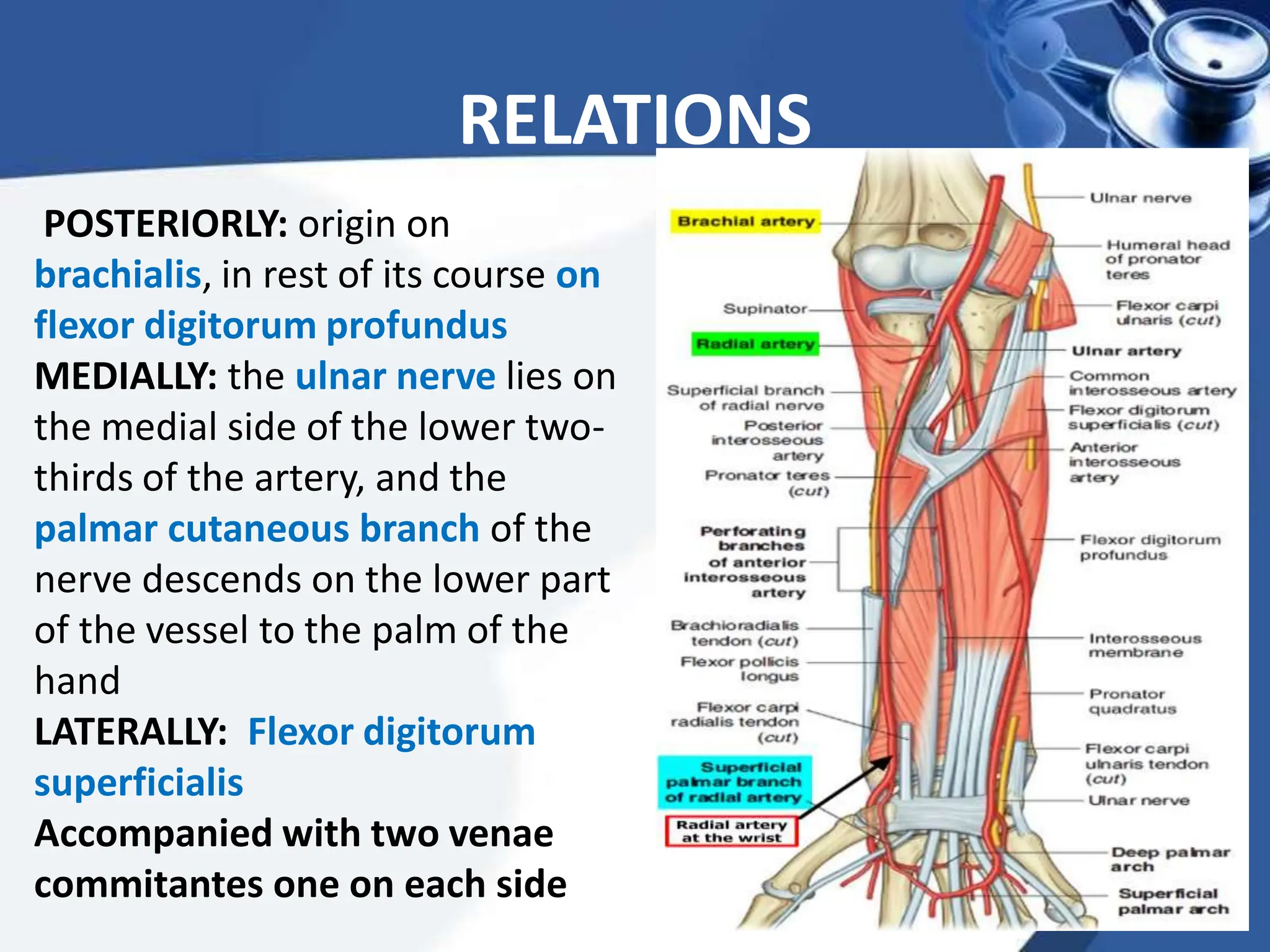 CUBITAL FOSSA AND VESSELS OF FOREARM.pdf