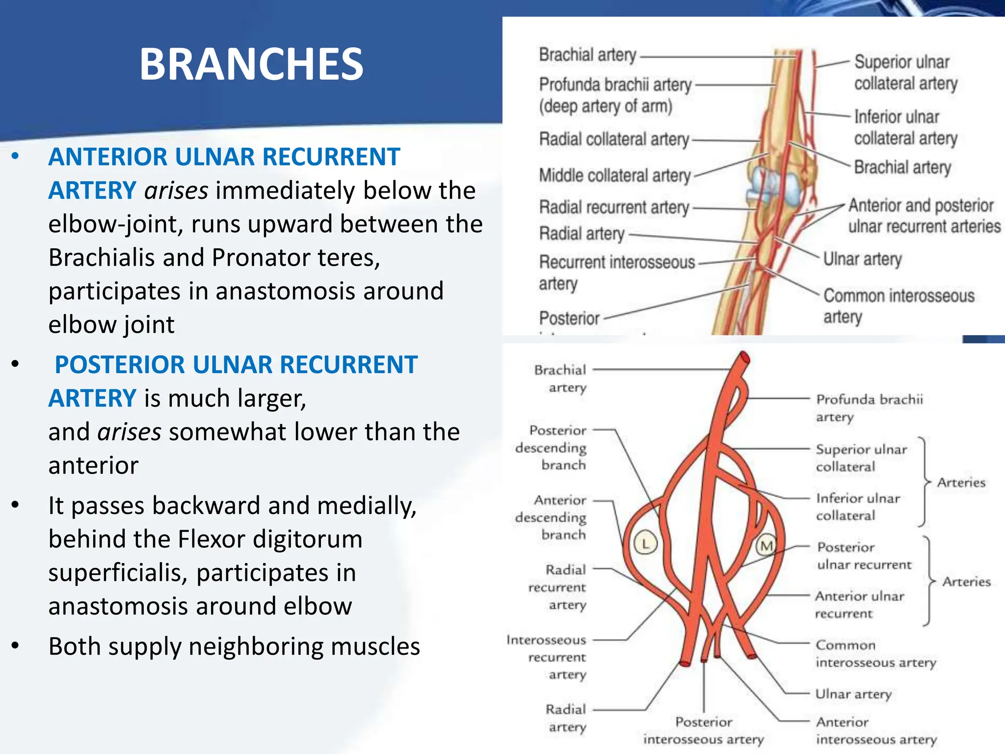CUBITAL FOSSA AND VESSELS OF FOREARM.pdf