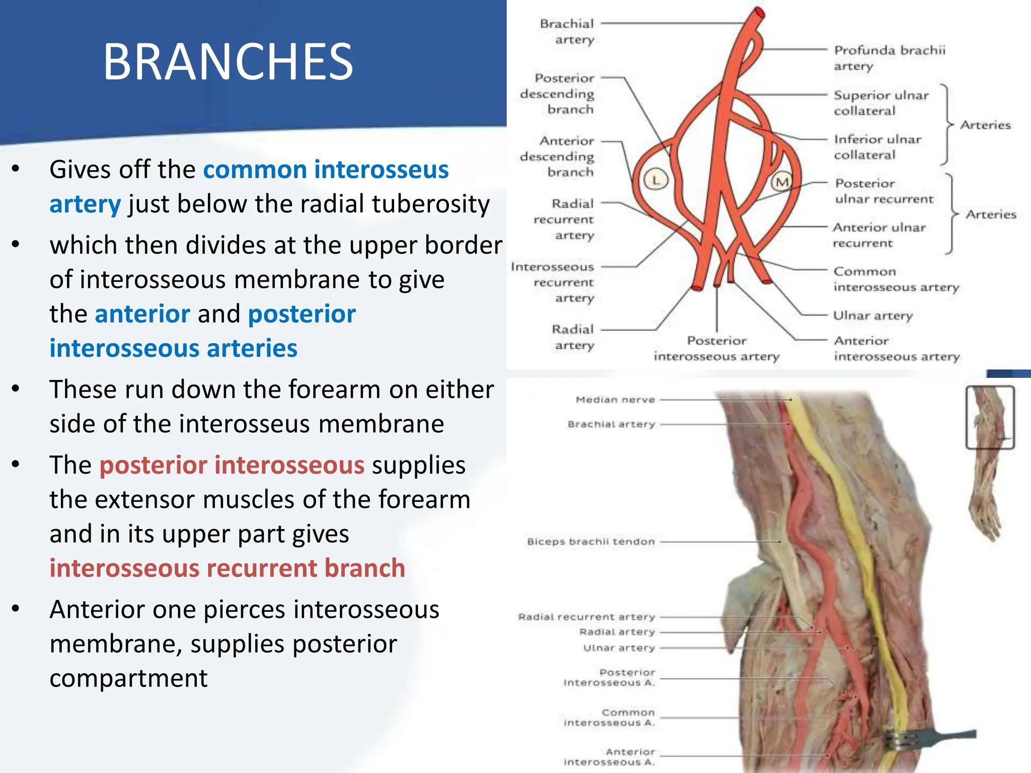 CUBITAL FOSSA AND VESSELS OF FOREARM.pdf