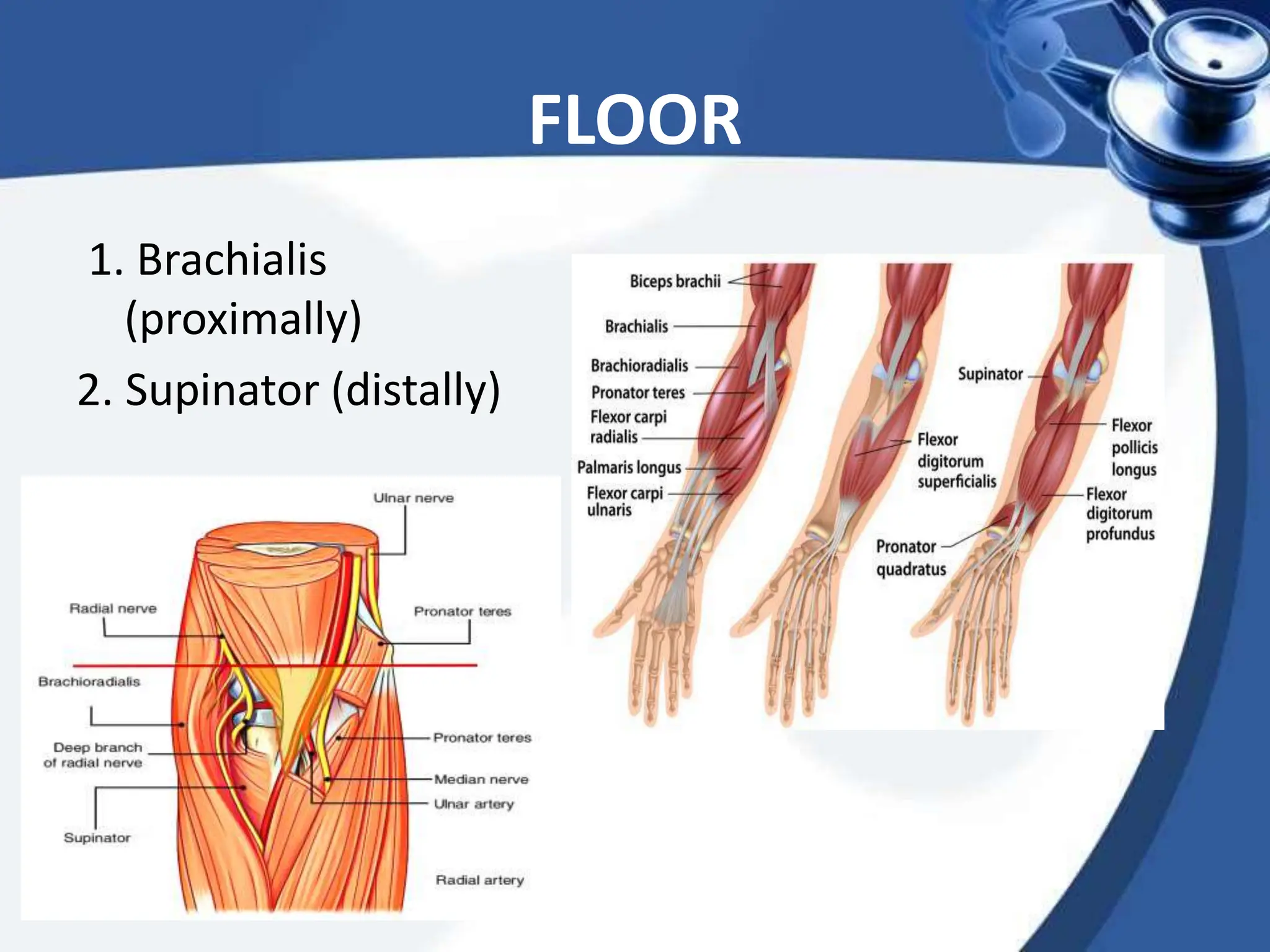 CUBITAL FOSSA AND VESSELS OF FOREARM.pdf