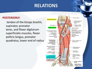 CUBITAL FOSSA AND VESSELS OF FOREARM.pdf