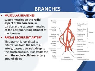 CUBITAL FOSSA AND VESSELS OF FOREARM.pdf