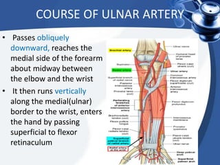 CUBITAL FOSSA AND VESSELS OF FOREARM.pdf