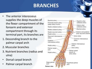 CUBITAL FOSSA AND VESSELS OF FOREARM.pdf