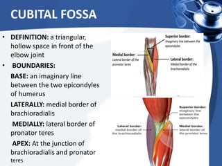 CUBITAL FOSSA AND VESSELS OF FOREARM.pdf