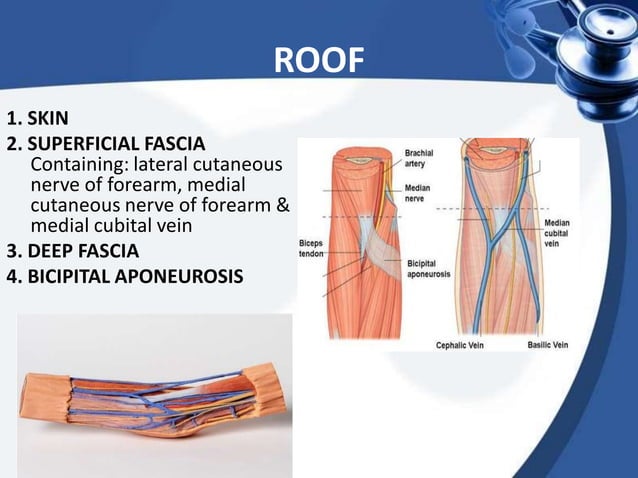 CUBITAL FOSSA AND VESSELS OF FOREARM.pdf