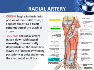 CUBITAL FOSSA AND VESSELS OF FOREARM.pdf