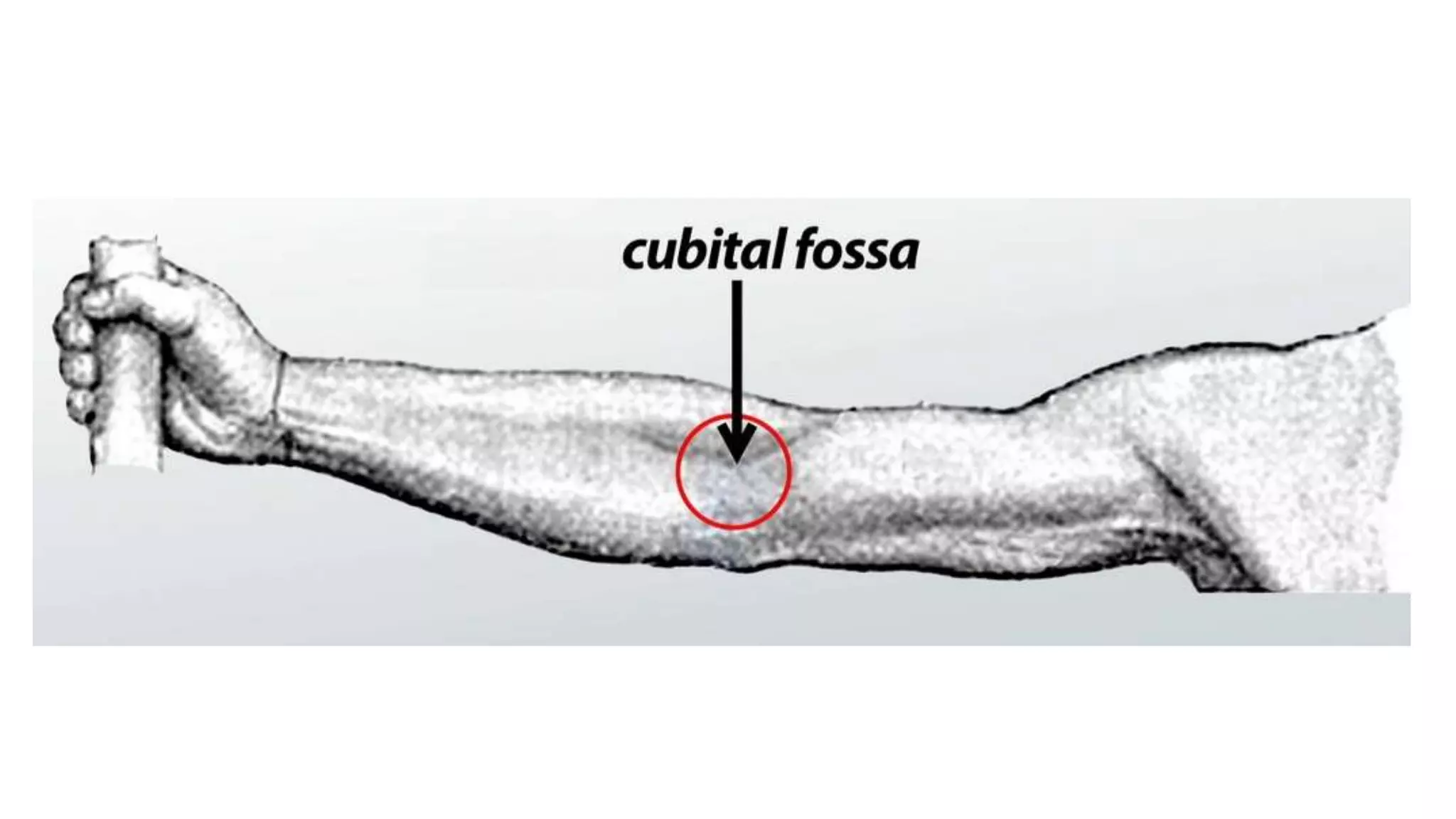 cubital fossa & elbow anastomosis.pptx