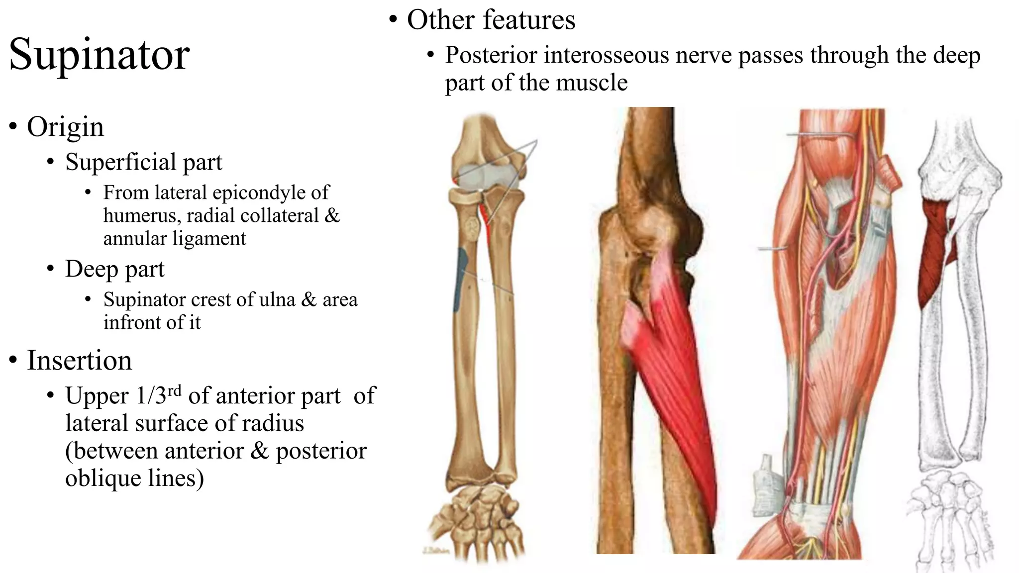 cubital fossa & elbow anastomosis.pptx