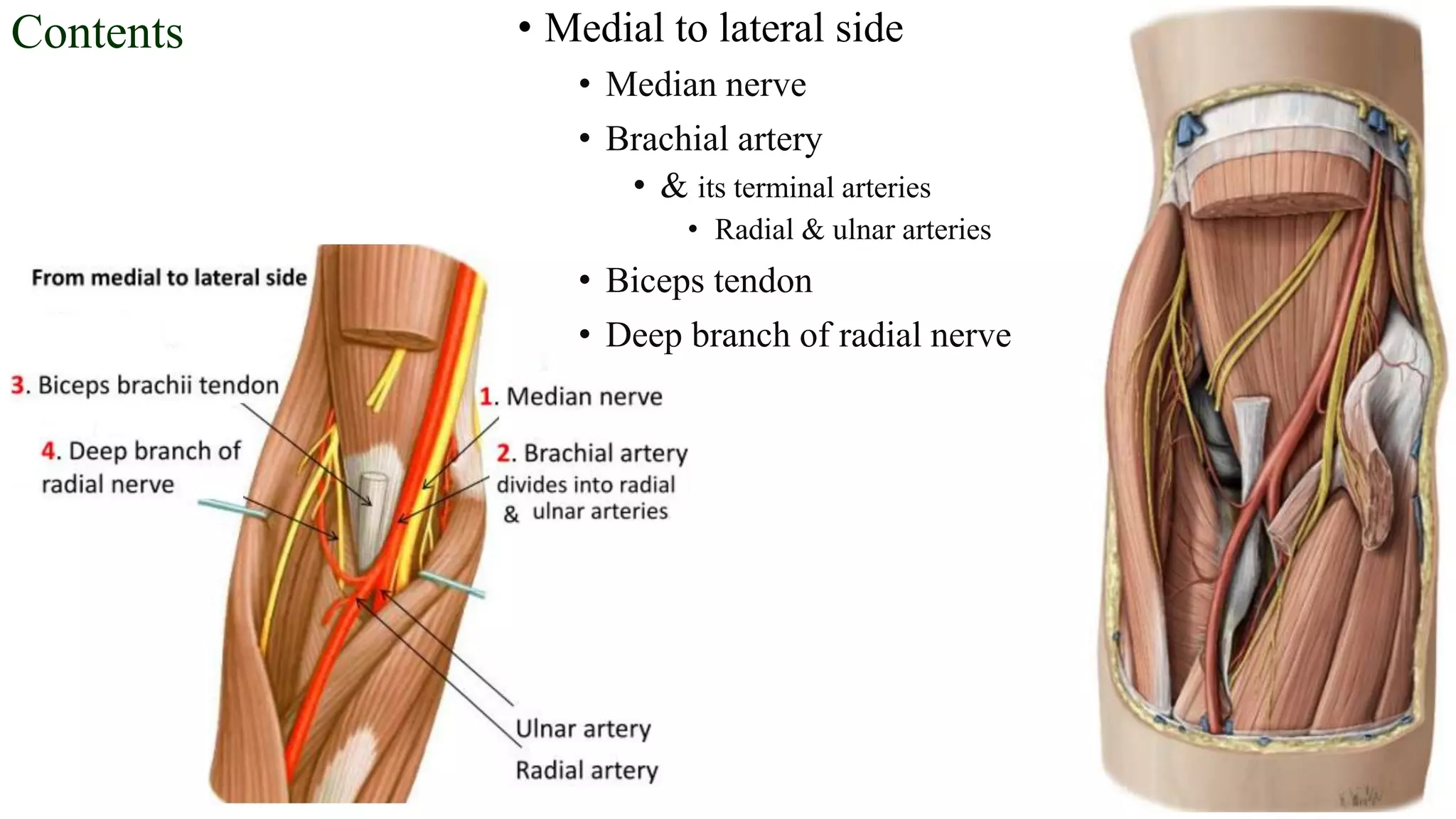 cubital fossa & elbow anastomosis.pptx