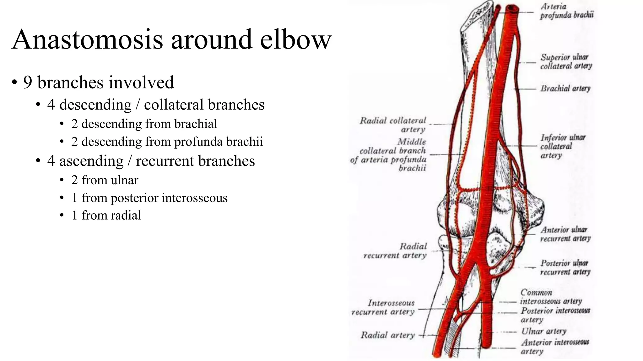 cubital fossa & elbow anastomosis.pptx