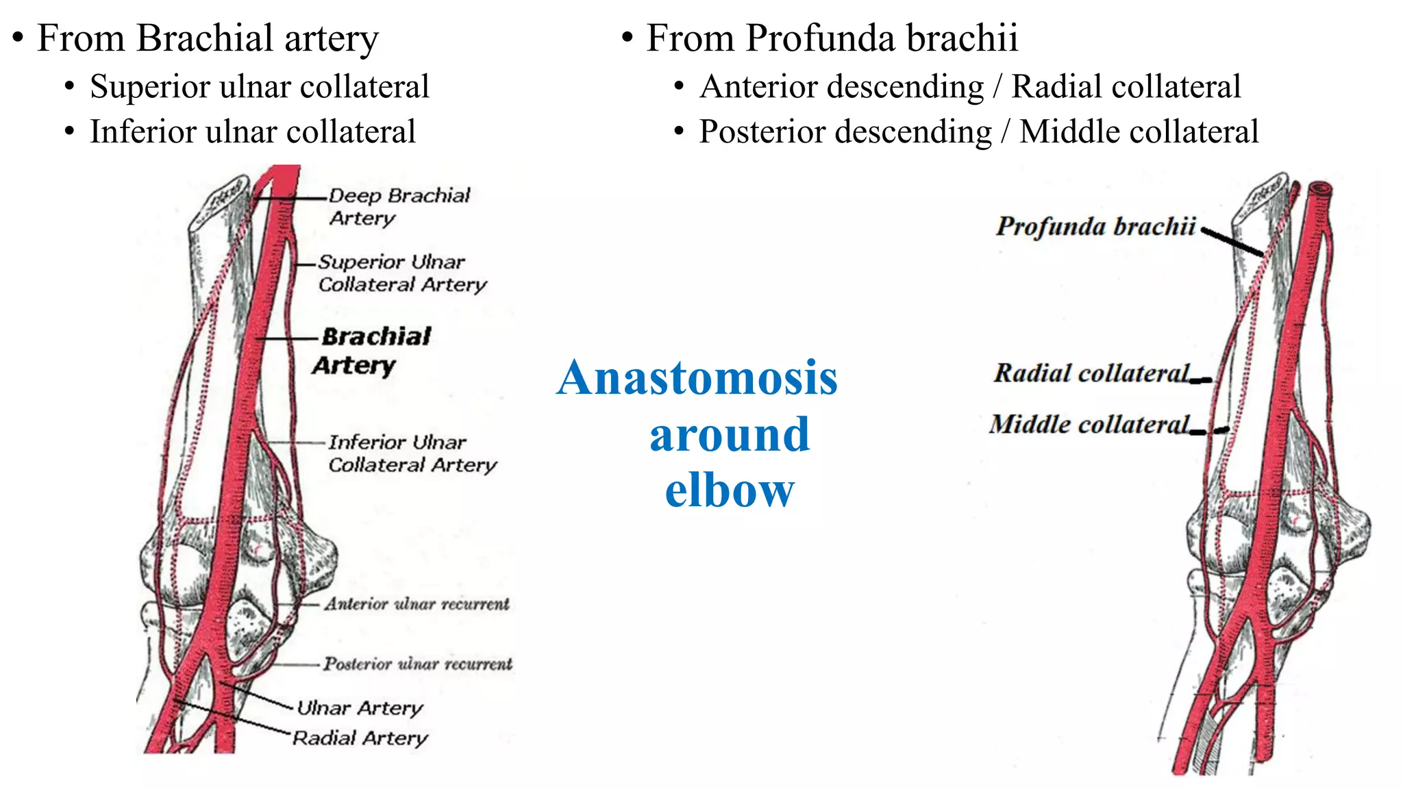 cubital fossa & elbow anastomosis.pptx