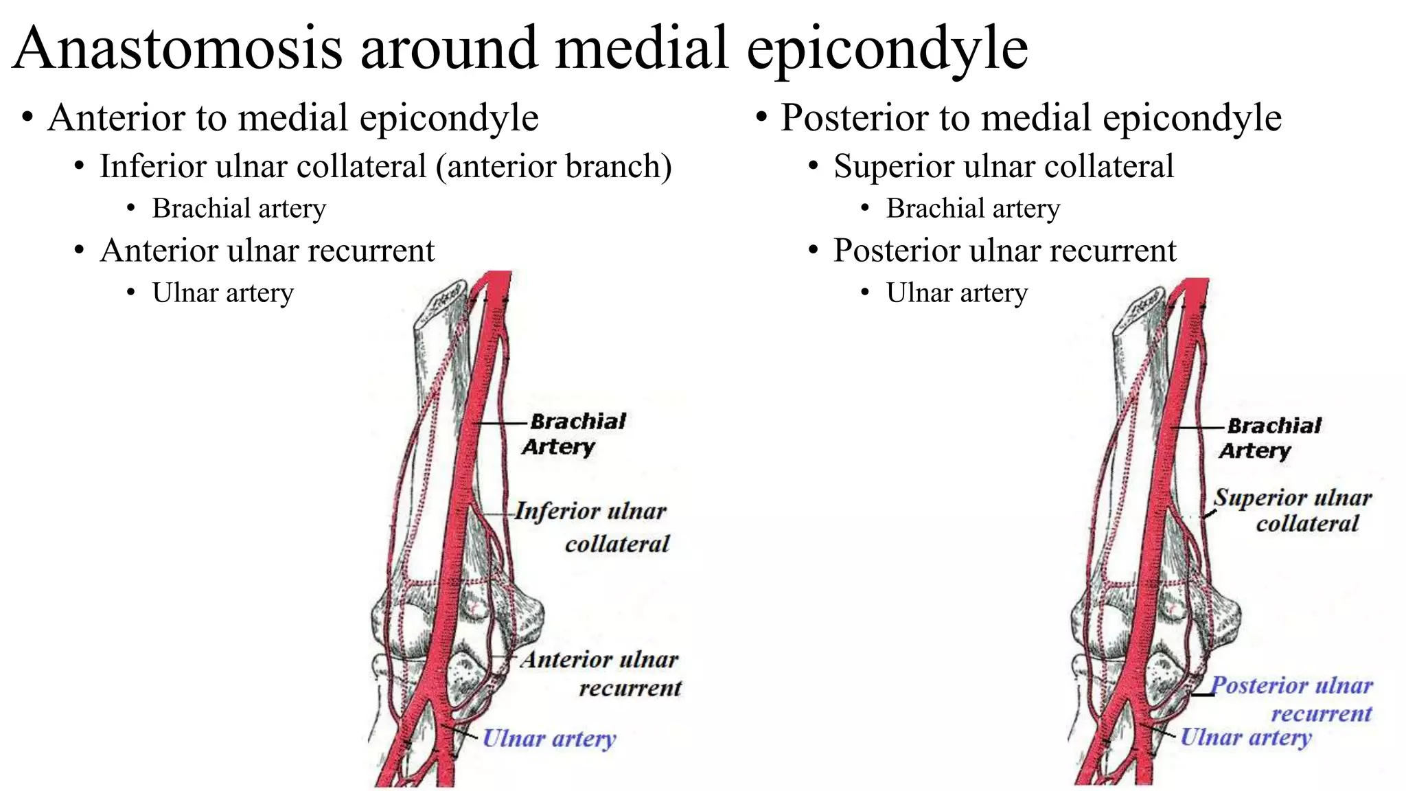 cubital fossa & elbow anastomosis.pptx