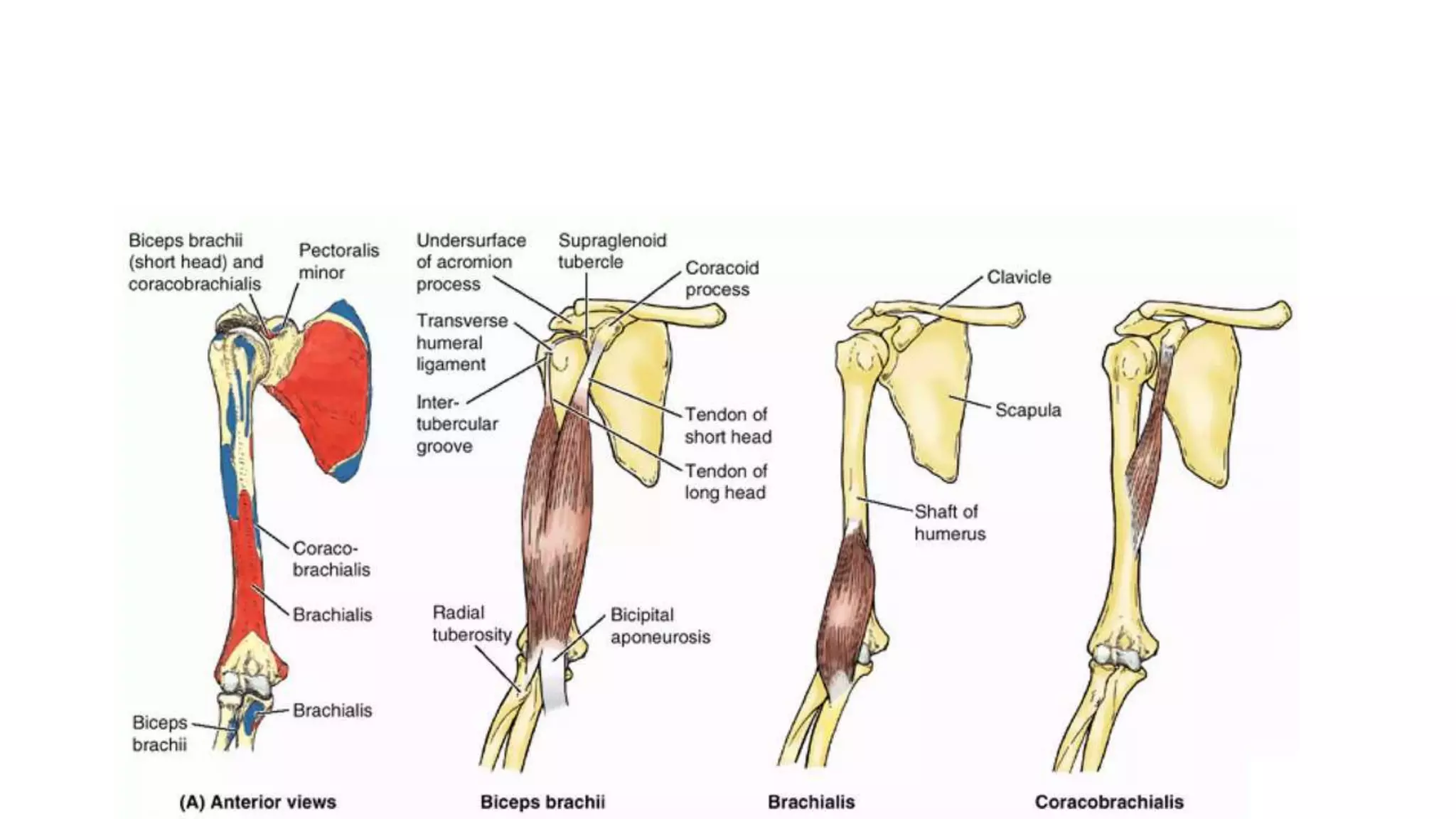 cubital fossa & elbow anastomosis.pptx