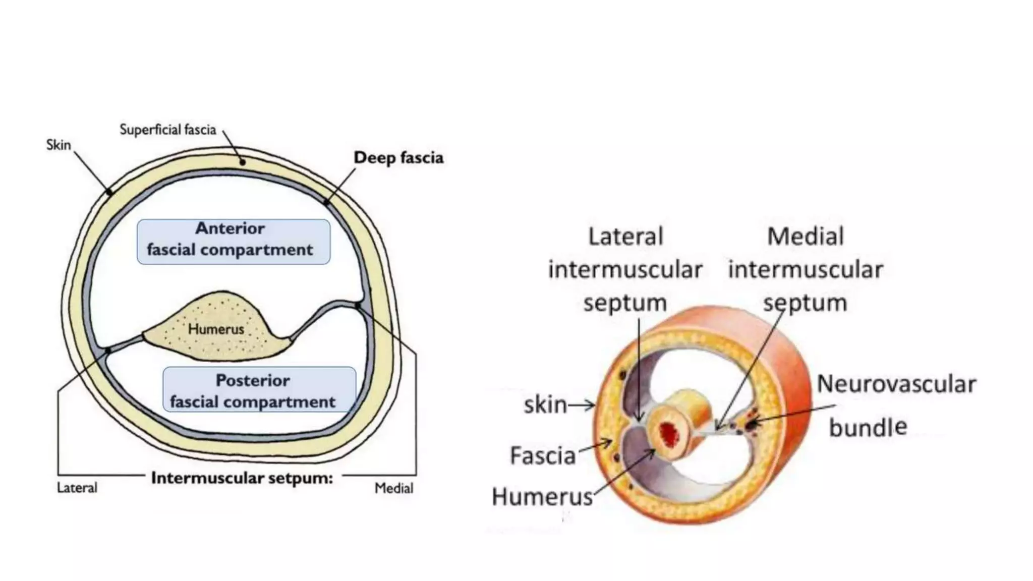 cubital fossa & elbow anastomosis.pptx
