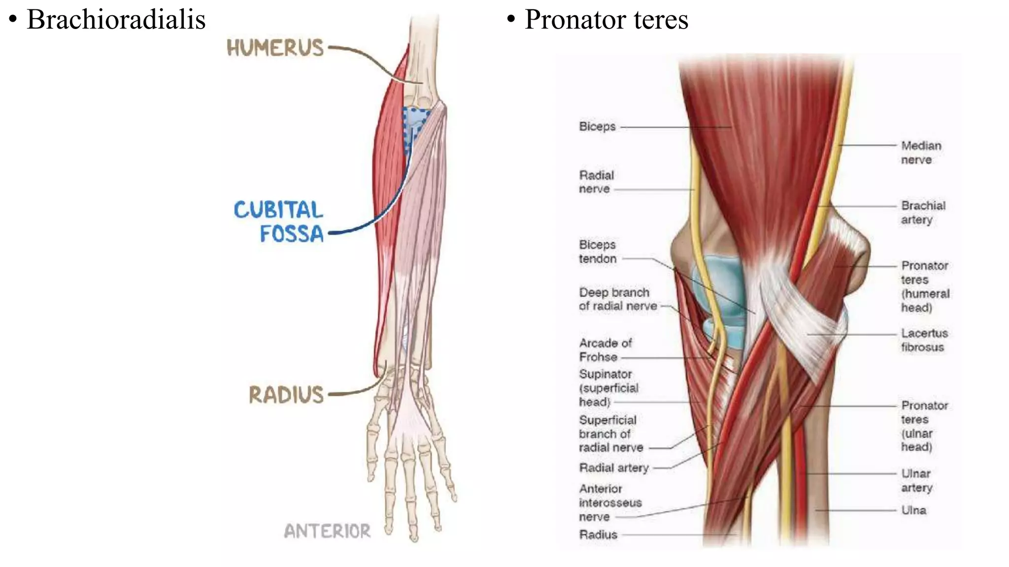 cubital fossa & elbow anastomosis.pptx