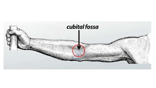 cubital fossa & elbow anastomosis.pptx