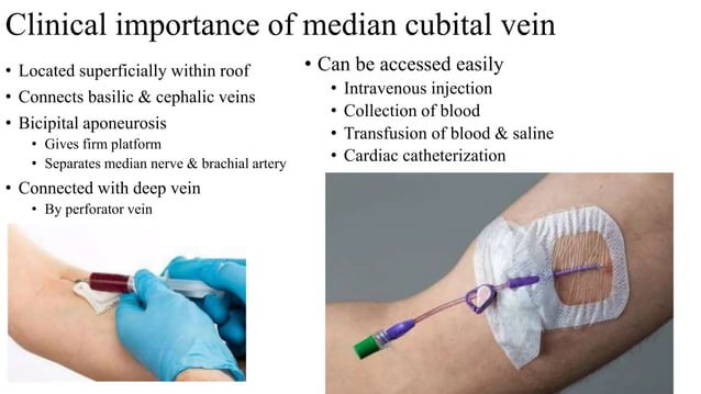 cubital fossa & elbow anastomosis.pptx
