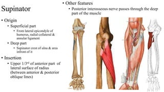 cubital fossa & elbow anastomosis.pptx