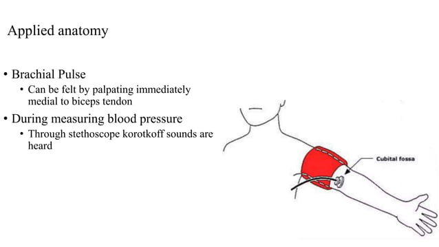cubital fossa & elbow anastomosis.pptx