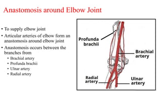 cubital fossa & elbow anastomosis.pptx