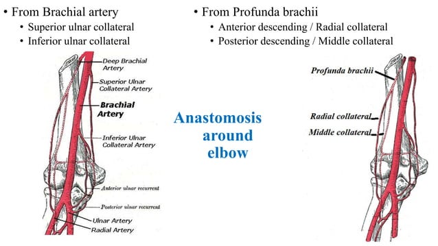 cubital fossa & elbow anastomosis.pptx