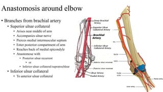 cubital fossa & elbow anastomosis.pptx