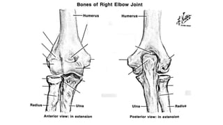 cubital fossa & elbow anastomosis.pptx