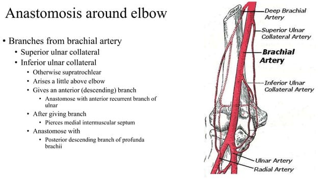 cubital fossa & elbow anastomosis.pptx