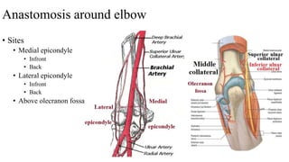 cubital fossa & elbow anastomosis.pptx