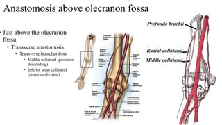 cubital fossa & elbow anastomosis.pptx