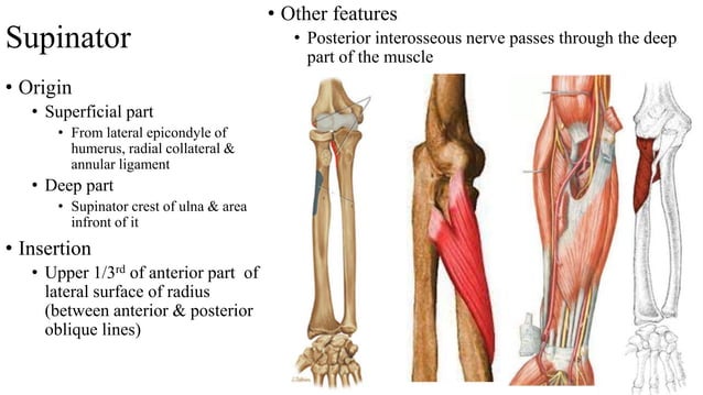 cubital fossa & elbow anastomosis.pptx