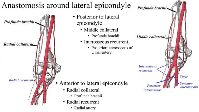 cubital fossa & elbow anastomosis.pptx