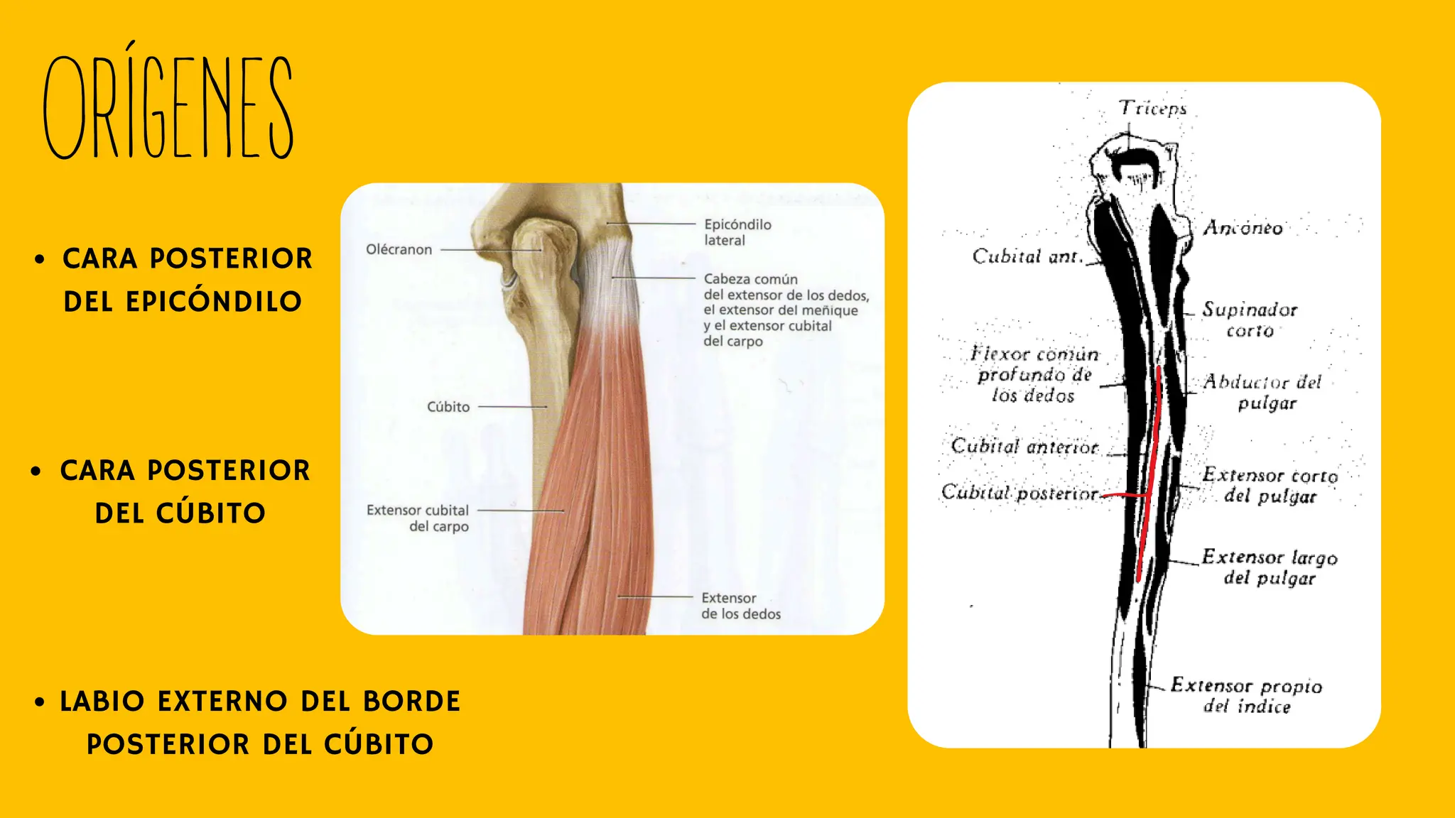 Cubital posterior anatomía pdf practico de anatomía | PDF | Death ...