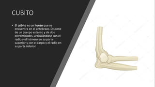 Cubito | PPTX