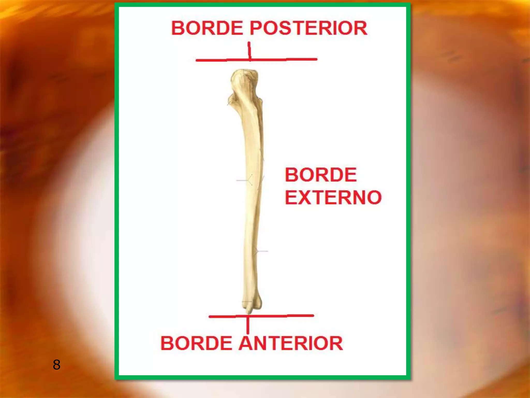 Hueso Cúbito | PPTX