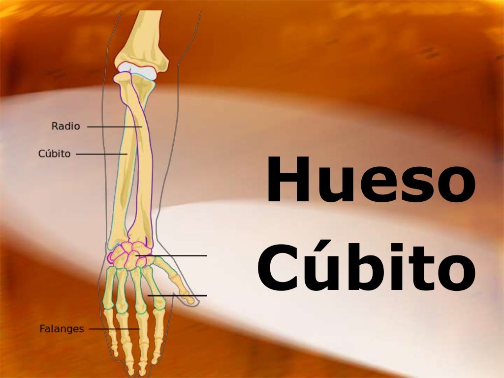 Hueso Cúbito