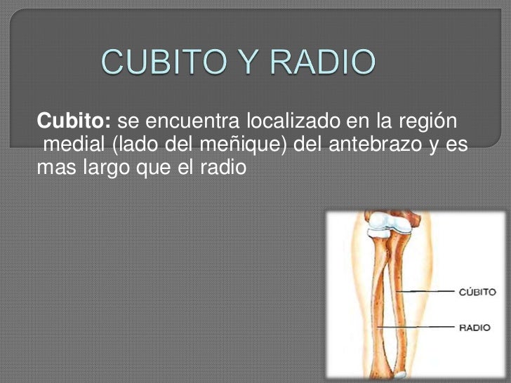Cubito y radio