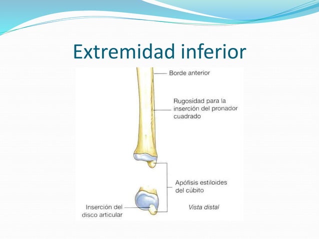 Cubito y radio (m) | PPTX