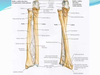 Cubito y radio (m) | PPT